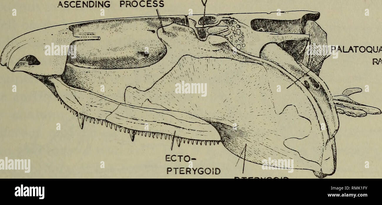 . Annals of the South African Museum. Annale van die Suid-Afrikaanse ...