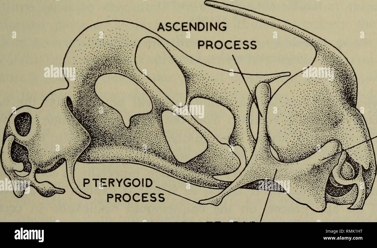 . Annals of the South African Museum. Annale van die Suid-Afrikaanse ...