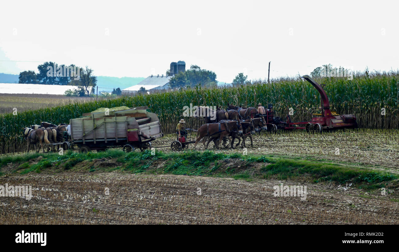 Amish Farmers Farm People Stock Photos & Amish Farmers Farm People ...