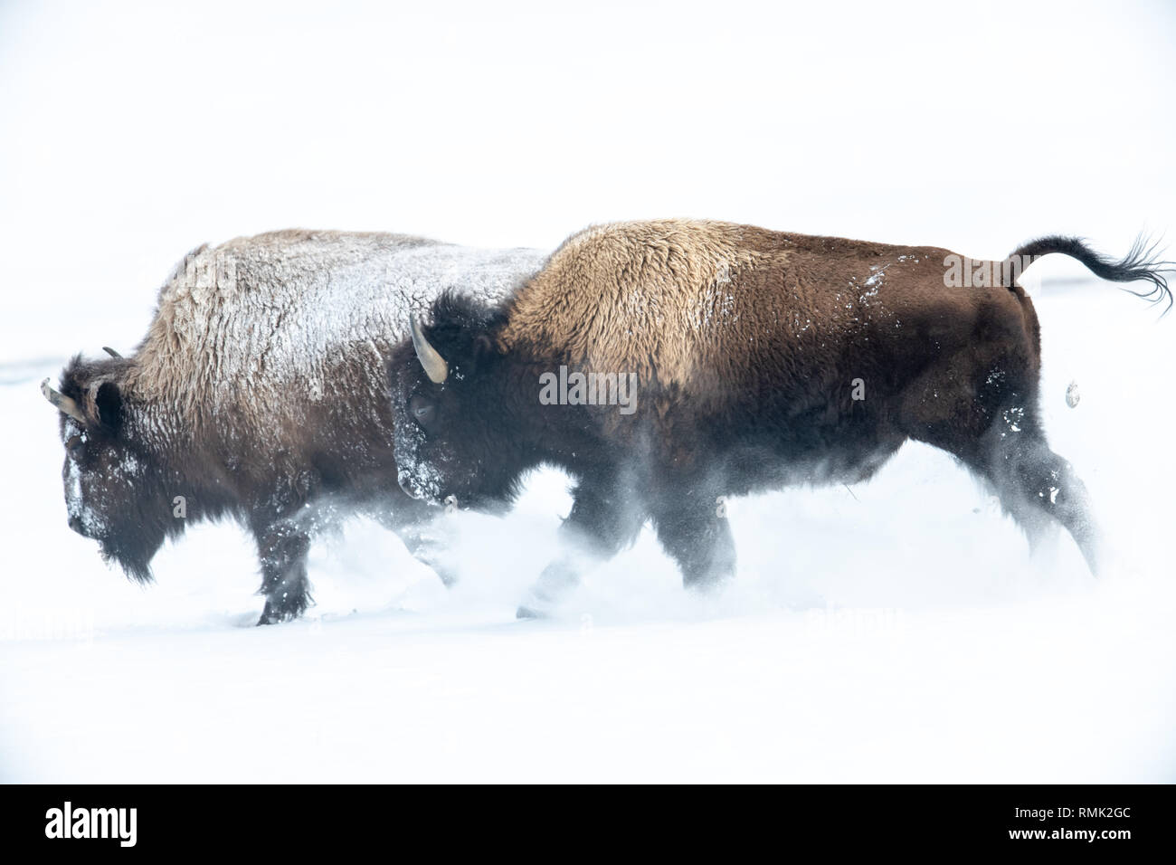 Two American bison (Bison bison) running in Yellowstone's winter snow ...