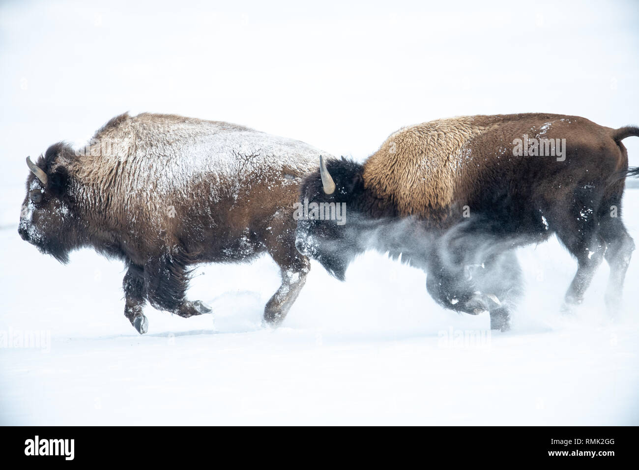 Two American bison (Bison bison) running in Yellowstone's winter snow ...