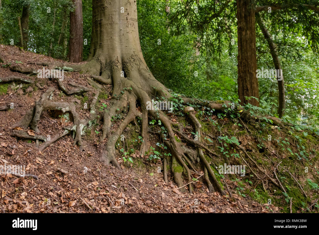 Big tree root with ivy in a forest Stock Photo - Alamy