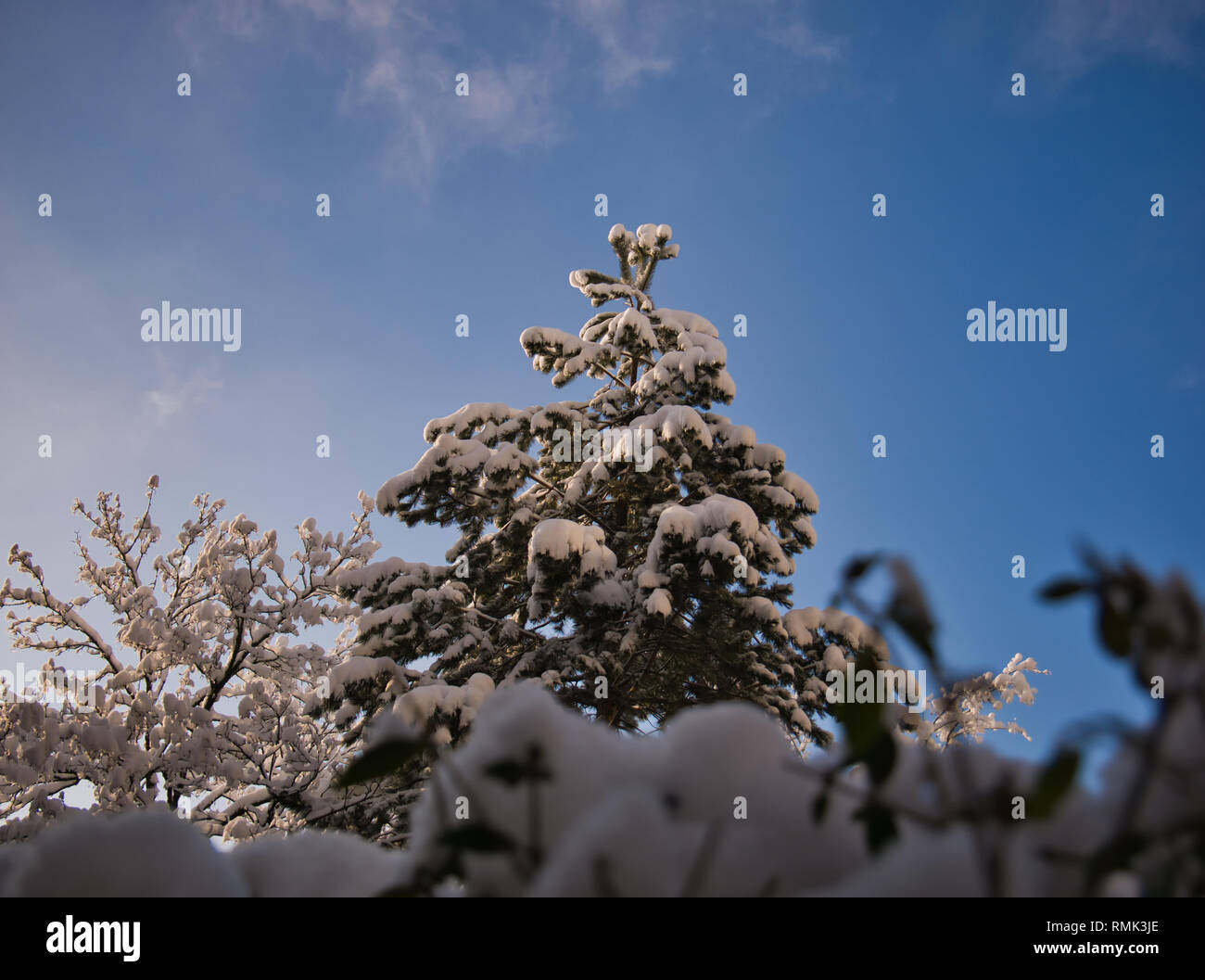 Snow load on tree hi-res stock photography and images - Alamy