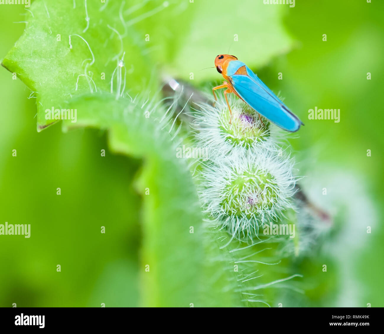 Cicadellidae hi-res stock photography and images - Alamy