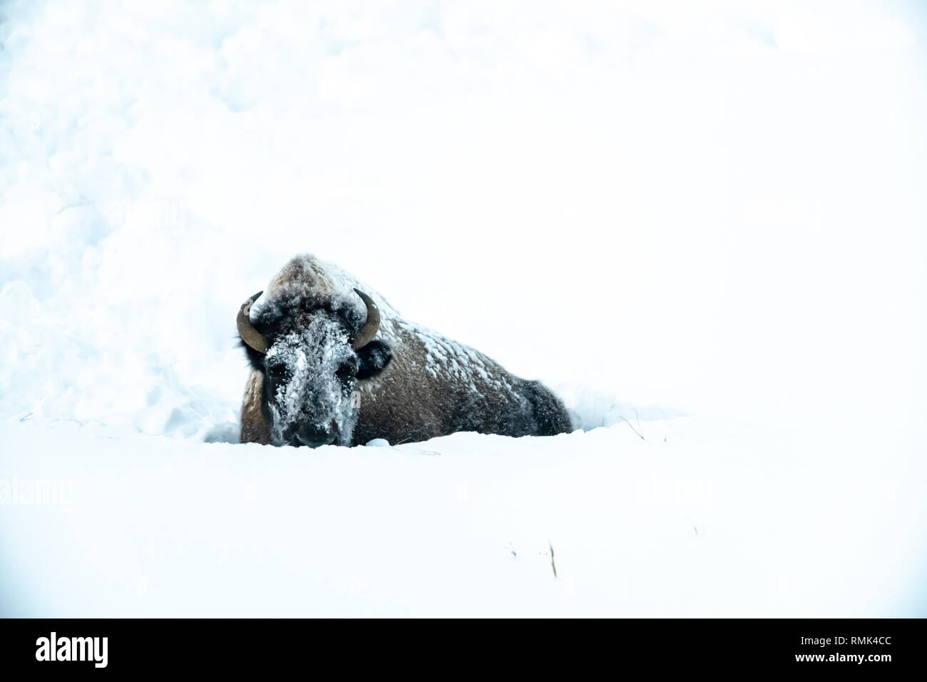 American bison (Bison bison) in Yellowstone's winter snow Stock Photo ...
