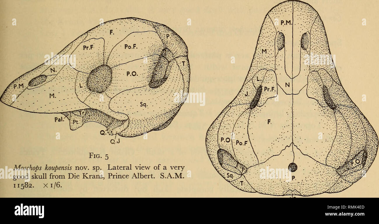 . Annals of the South African Museum = Annale van die Suid-Afrikaanse ...