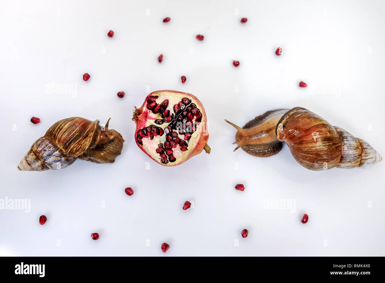 Closeup photography of a two giant snails in the Studio on a white ...