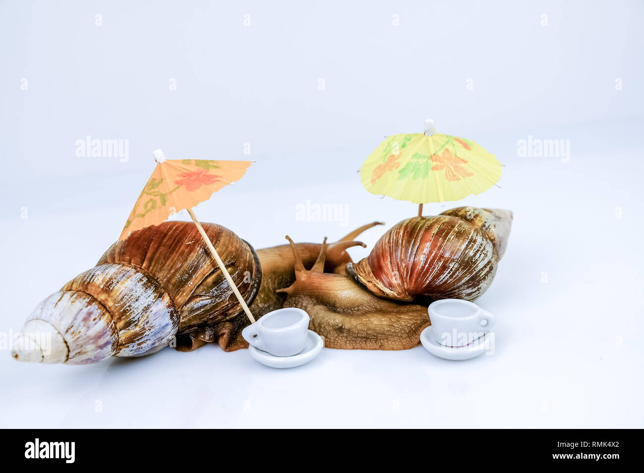 Giant tea cup hi-res stock photography and images - Alamy