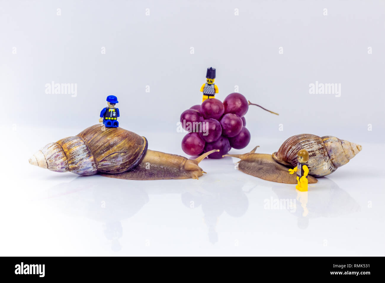 Closeup photography of a two giant snails in the Studio on a white ...