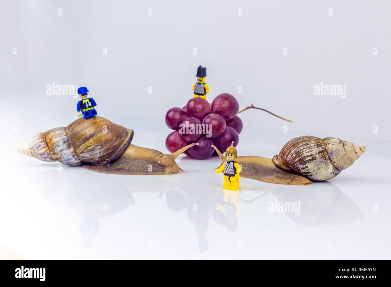 Closeup photography of a two giant snails in the Studio on a white ...