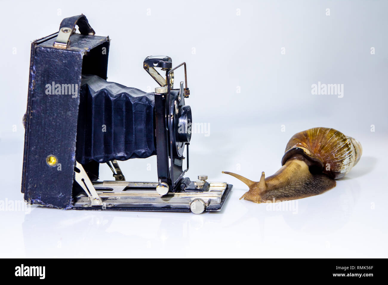 Closeup photography of a one giant snail in the Studio on a white ...