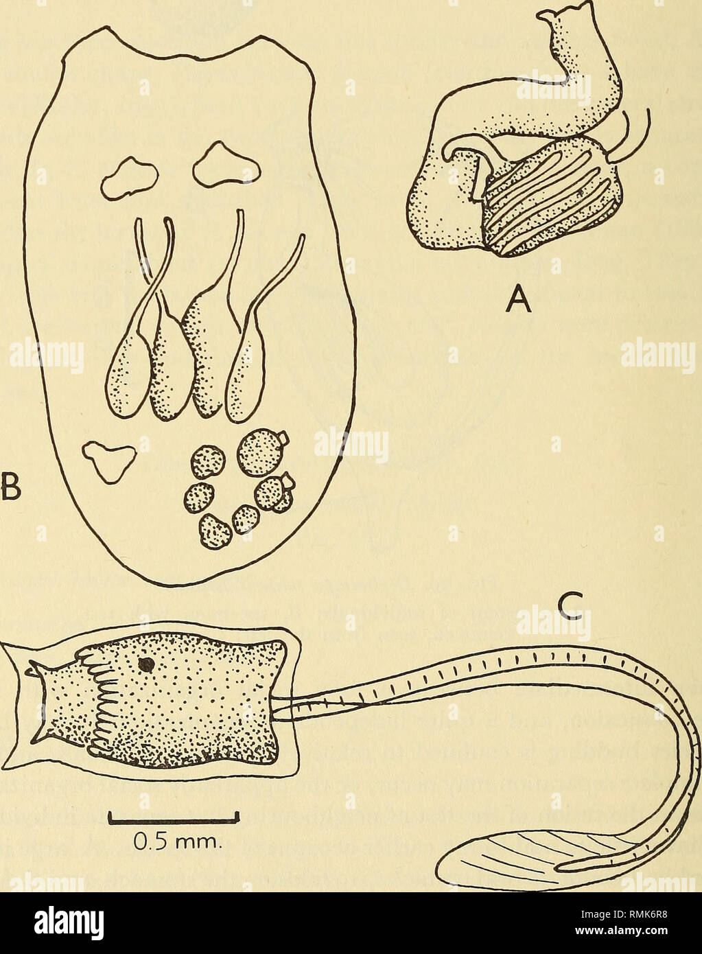Larvae at various stages of development hi-res stock photography and ...