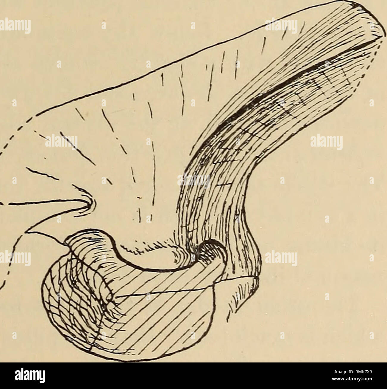 . Annals of the South African Museum = Annale van die Suid-Afrikaanse ...