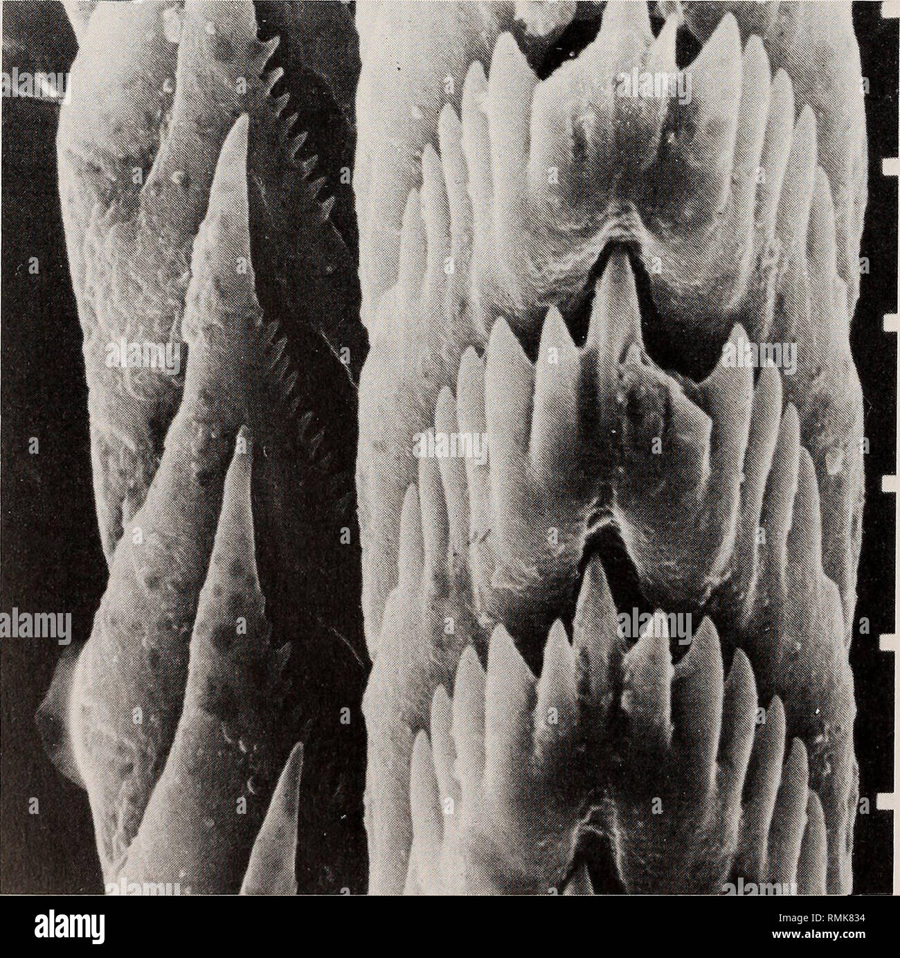 . Annals of the South African Museum = Annale van die Suid-Afrikaanse ...