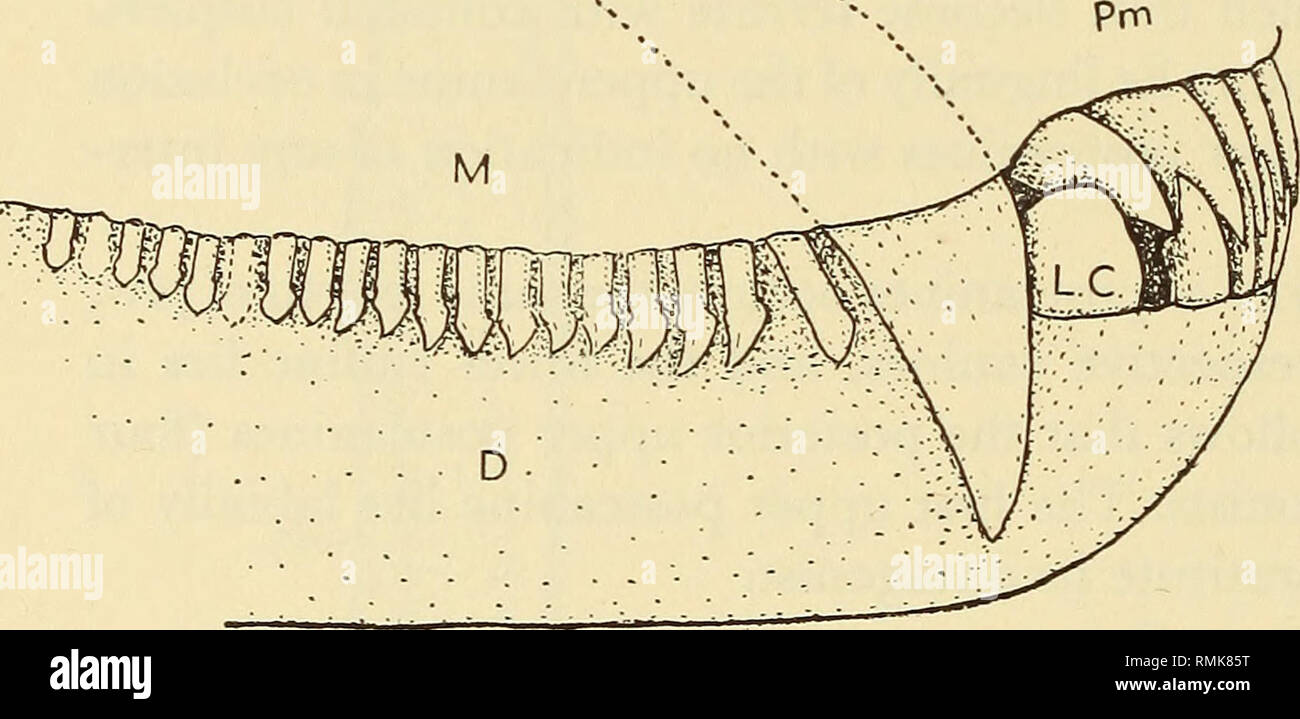 . Annals of the South African Museum = Annale van die Suid-Afrikaanse ...