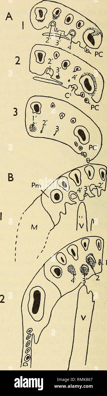 Jonkeria hi-res stock photography and images - Alamy