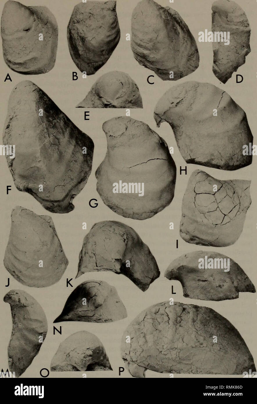. Annals of the South African Museum = Annale van die Suid-Afrikaanse ...