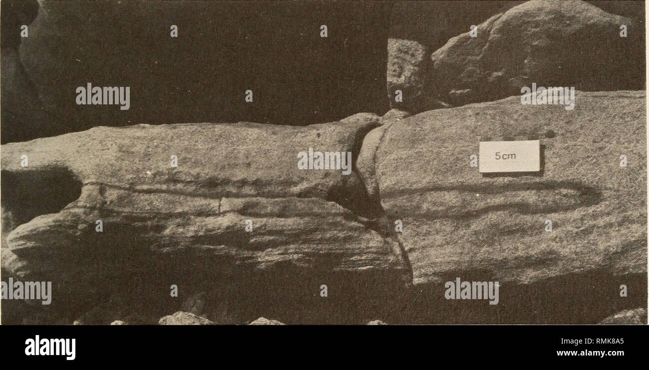 . Annals of the South African Museum = Annale van die Suid-Afrikaanse ...