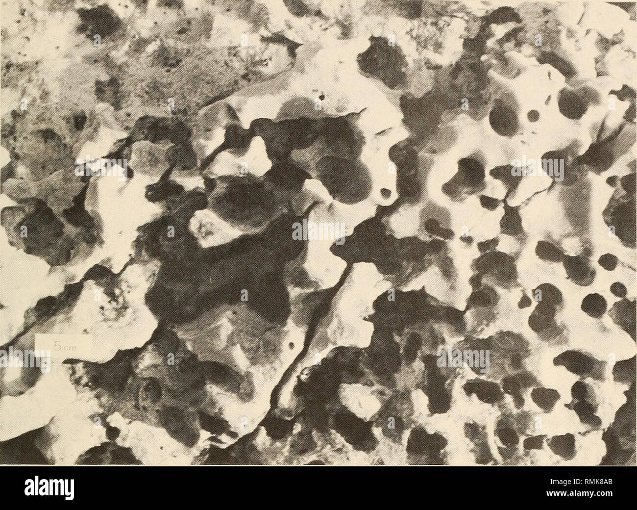 . Annals of the South African Museum = Annale van die Suid-Afrikaanse ...