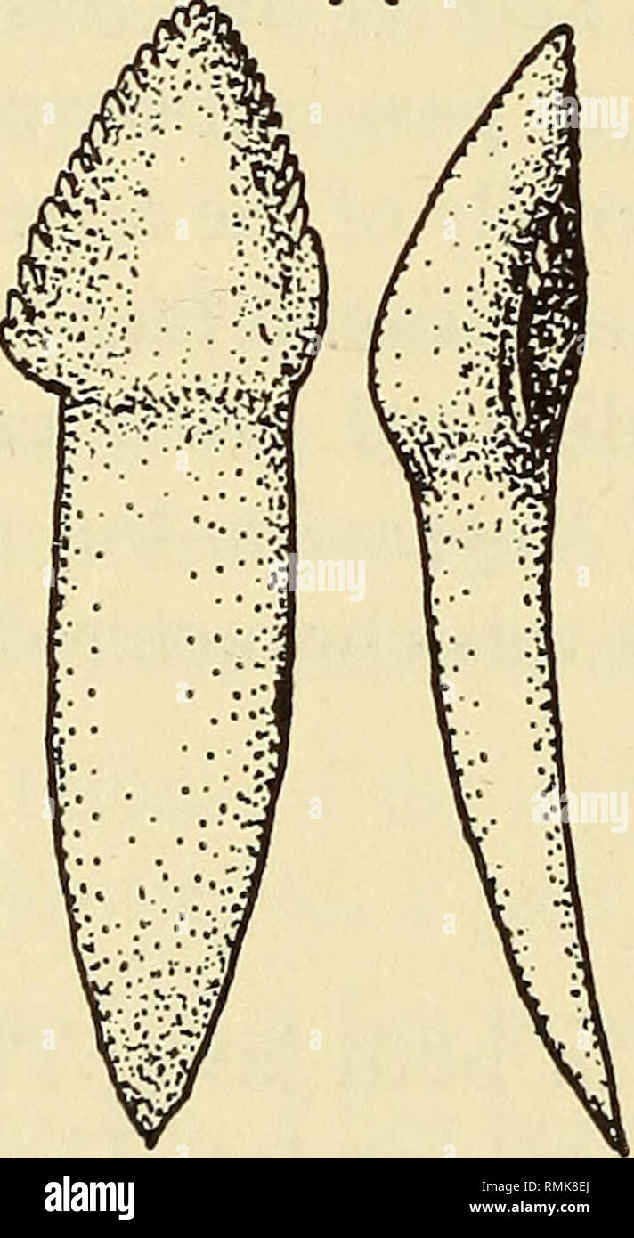 Jonkeria hi-res stock photography and images - Alamy