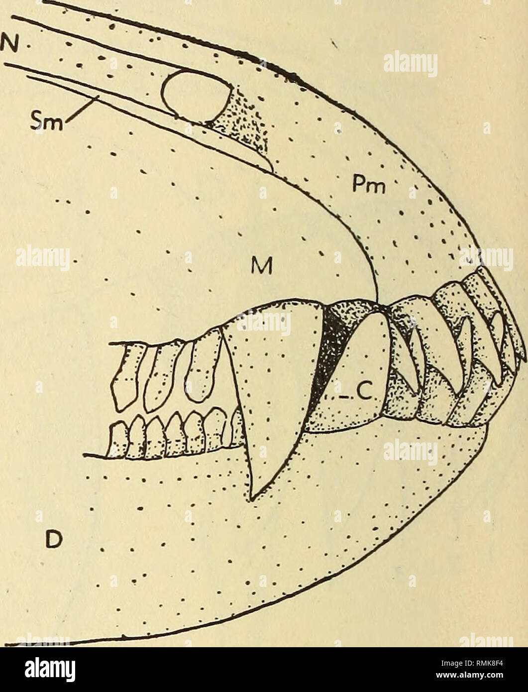 . Annals of the South African Museum = Annale van die Suid-Afrikaanse ...