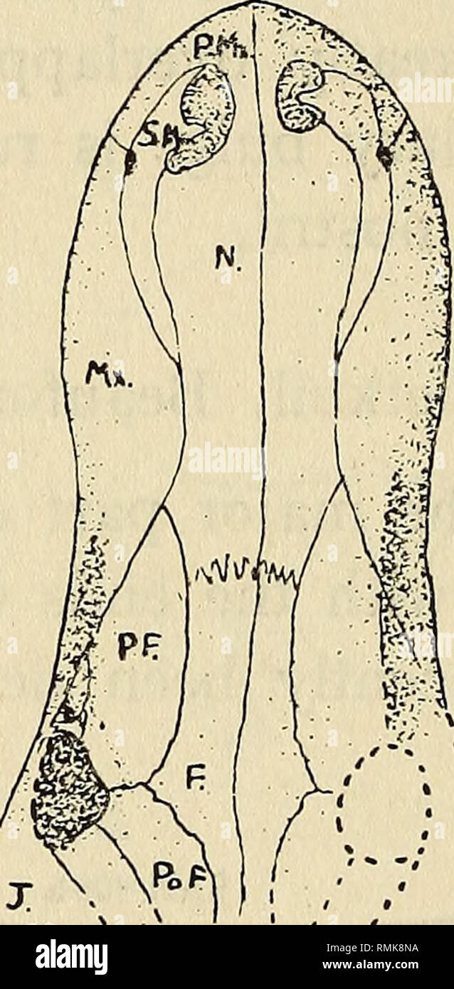 . Annals of the South African Museum = Annale van die Suid-Afrikaanse ...