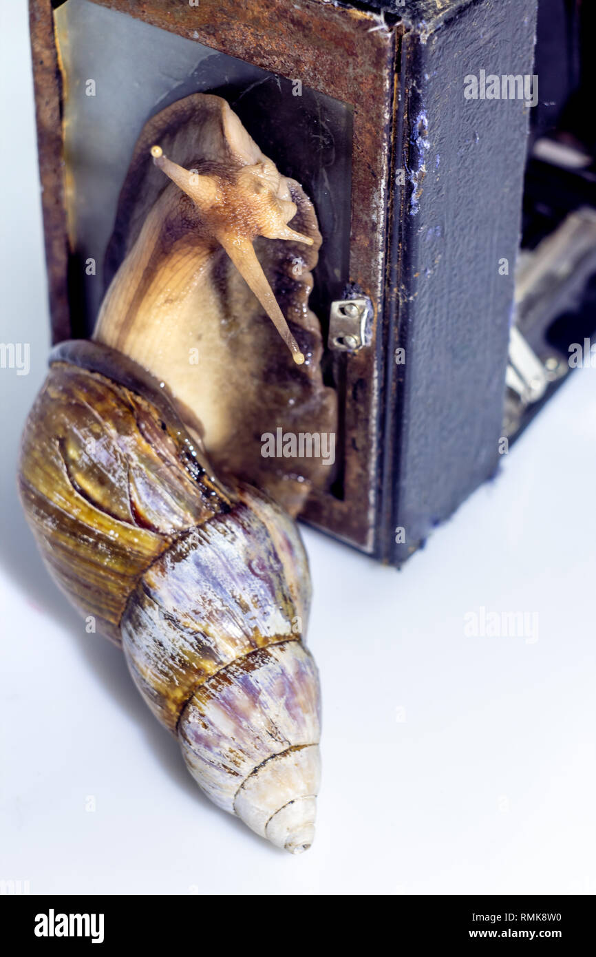 Closeup photography of a one giant snail in the Studio on a white ...