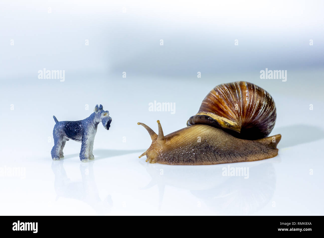 photo showing the friendship between a giant snails and a little dog in ...