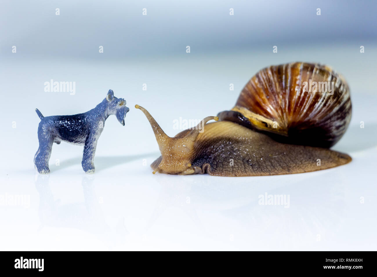 photo showing the friendship between a giant snails and a little dog in ...