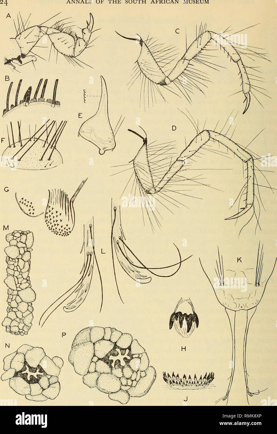 . Annals of the South African Museum = Annale van die Suid-Afrikaanse ...