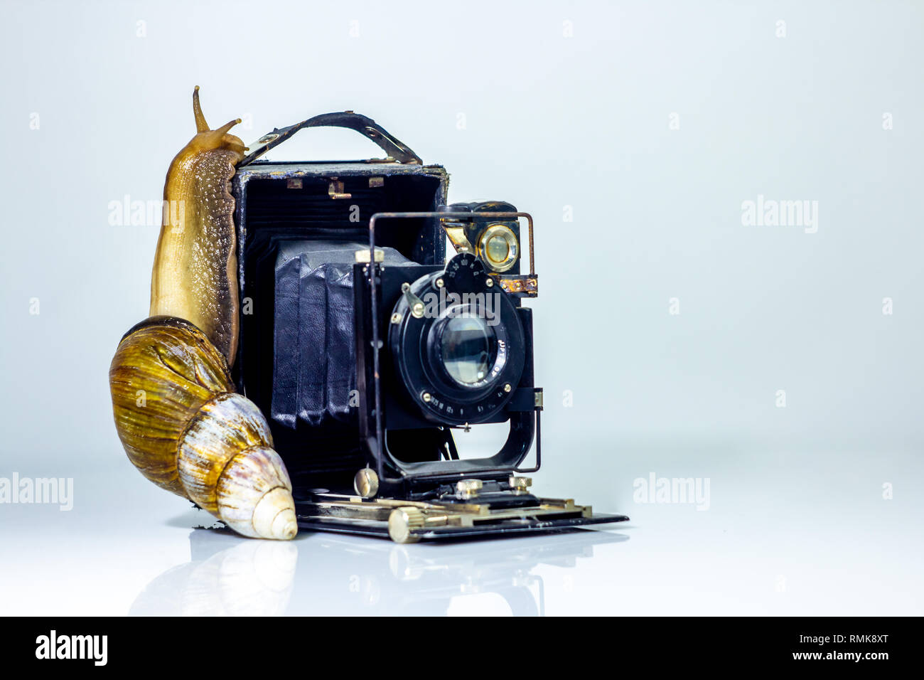 Closeup photography of a one giant snail in the Studio on a white ...