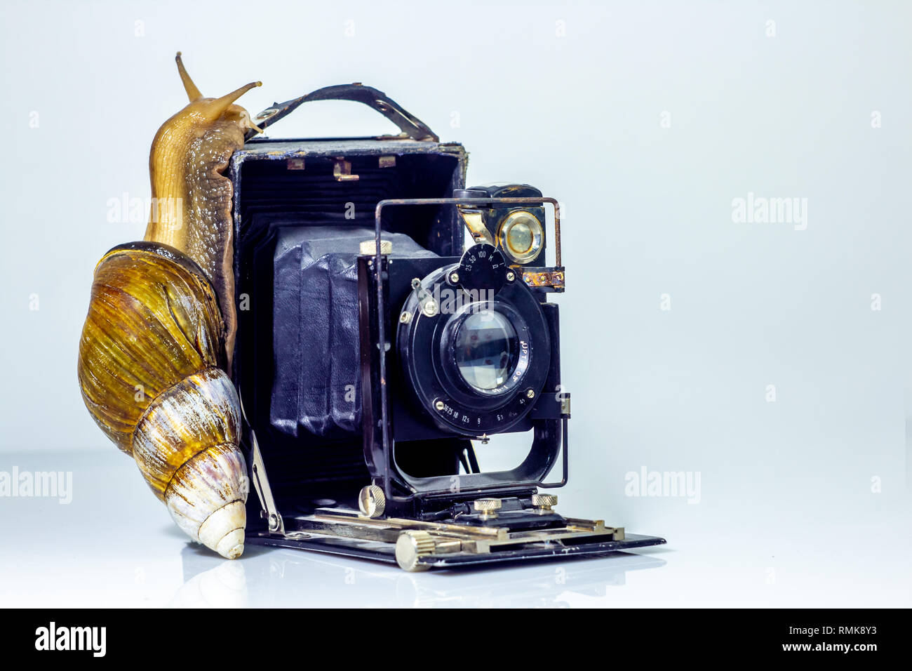 Closeup photography of a one giant snail in the Studio on a white ...
