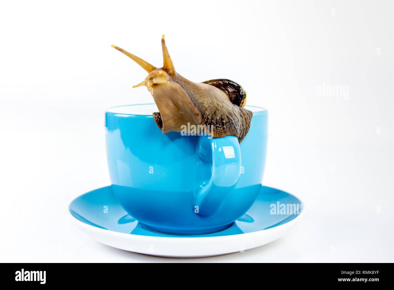 Giant tea cup hi-res stock photography and images - Alamy