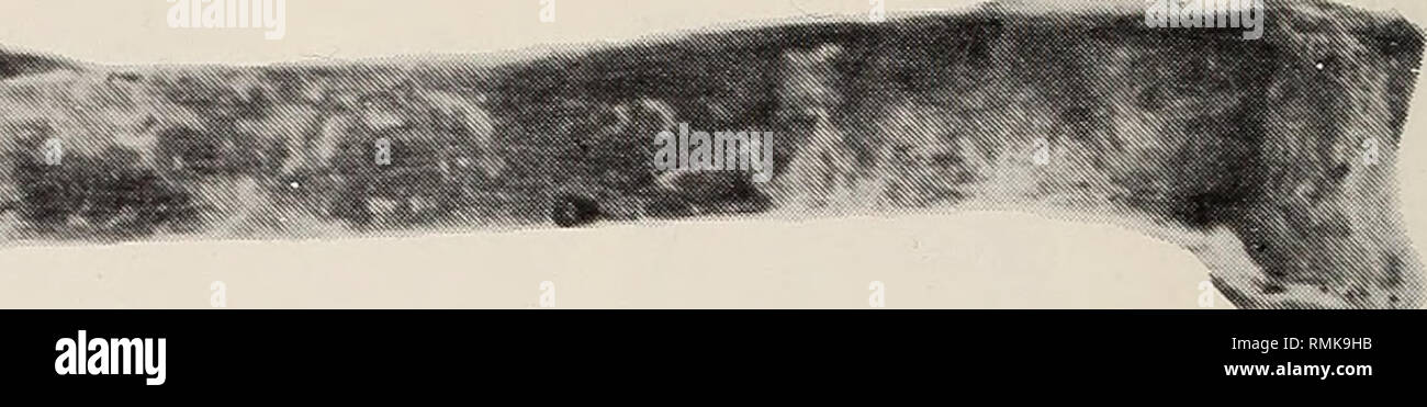 . Annals of the South African Museum = Annale van die Suid-Afrikaanse ...