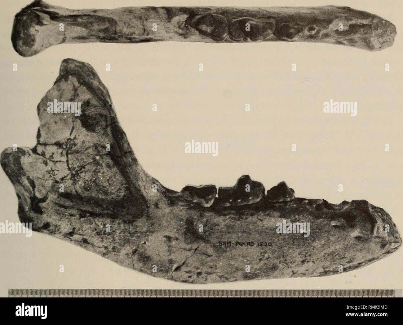 . Annals of the South African Museum = Annale van die Suid-Afrikaanse ...