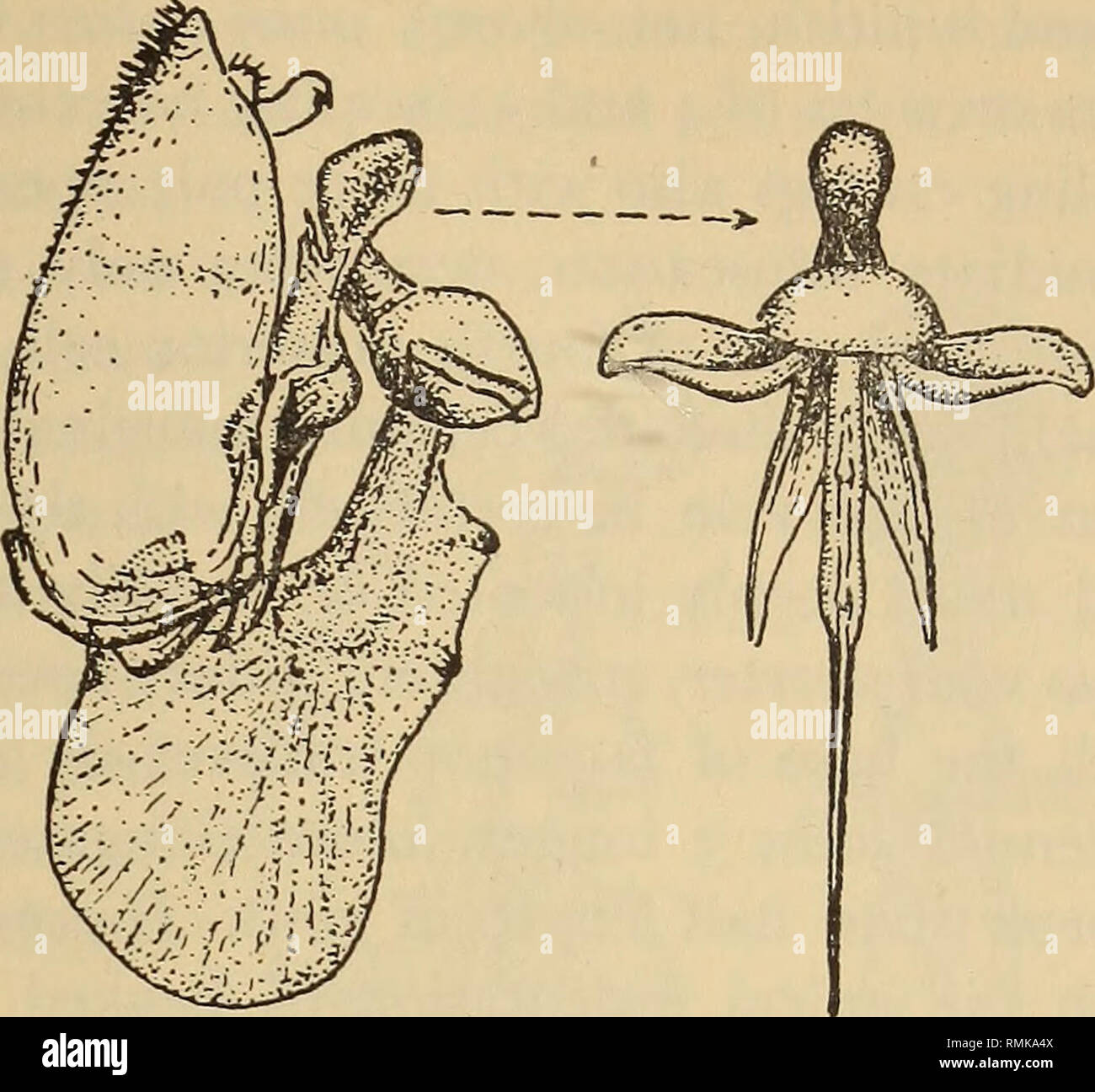 Discoidal Spines High Resolution Stock Photography and Images - Alamy
