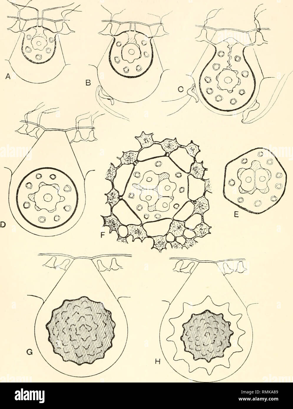 . Annals of the South African Museum. Annale van die Suid-Afrikaanse ...