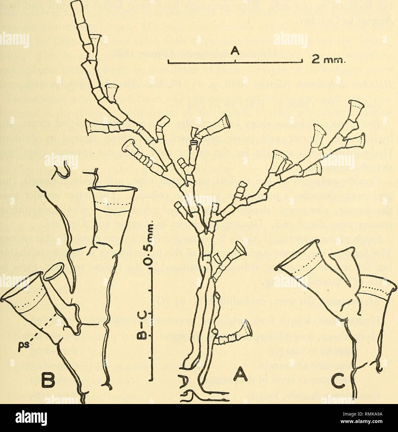 Hydrophore hi-res stock photography and images - Alamy