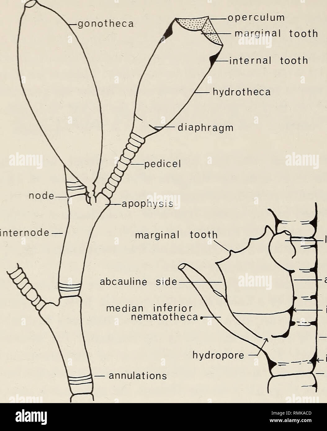 . Annals of the South African Museum = Annale van die Suid-Afrikaanse ...