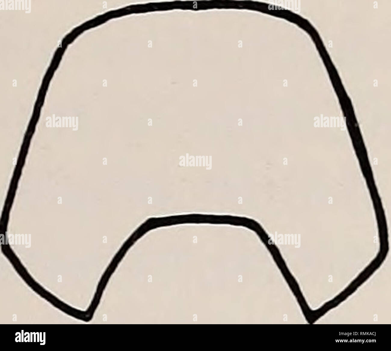 Different ammonites hi-res stock photography and images - Alamy