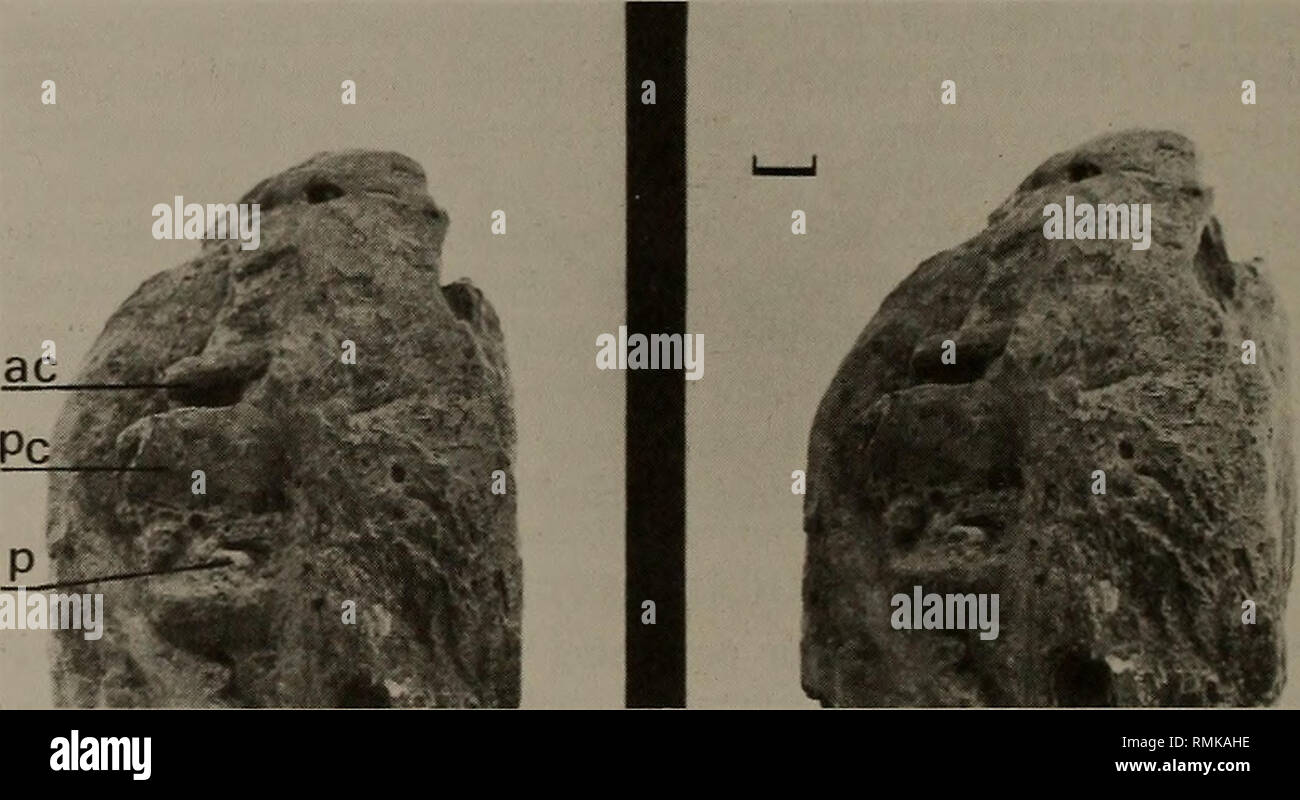 . Annals of the South African Museum = Annale van die Suid-Afrikaanse ...