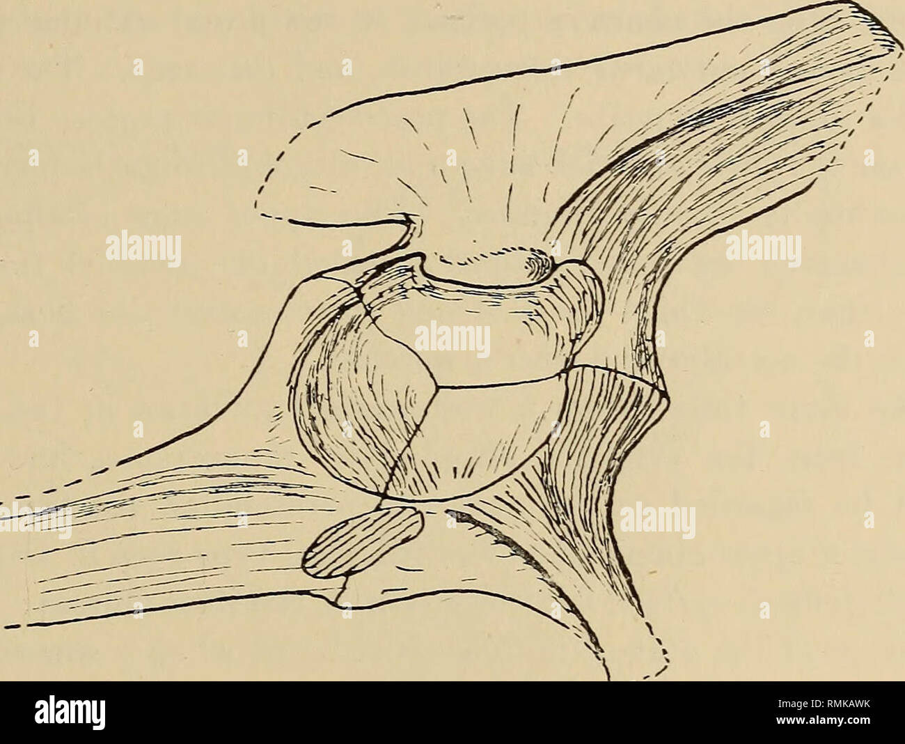. Annals of the South African Museum = Annale van die Suid-Afrikaanse ...