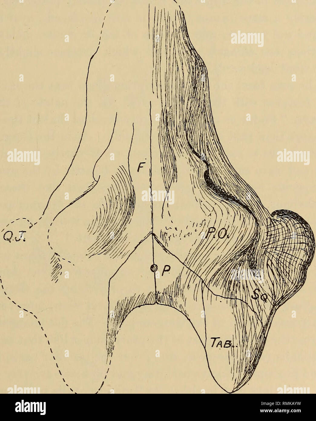 . Annals of the South African Museum = Annale van die Suid-Afrikaanse ...