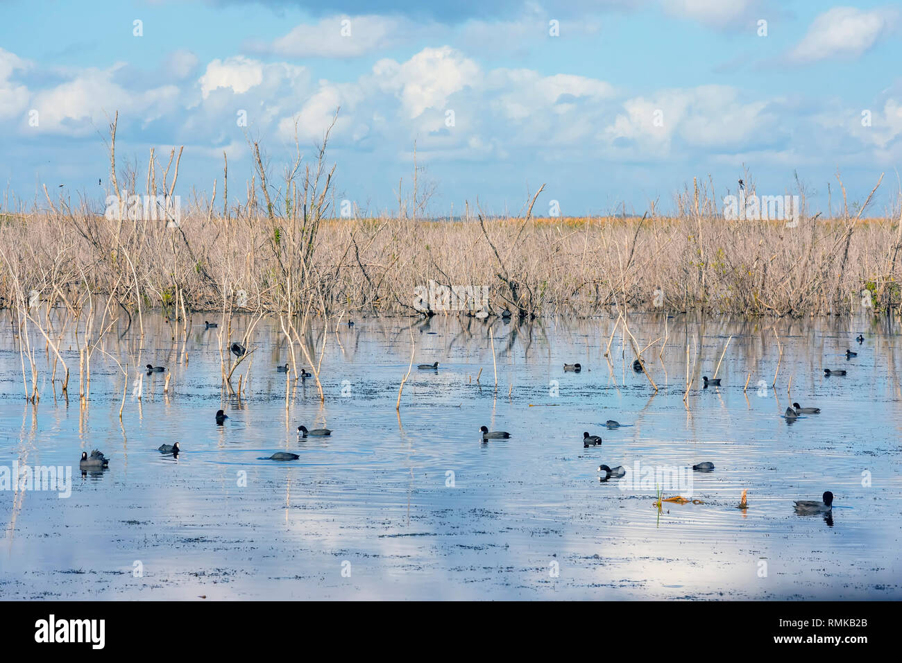 American coots hi-res stock photography and images - Alamy