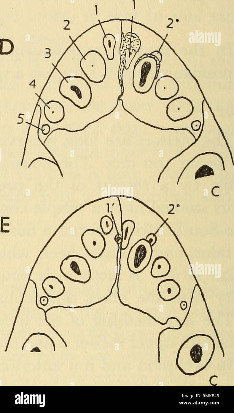 Anteosaurus High Resolution Stock Photography and Images - Alamy