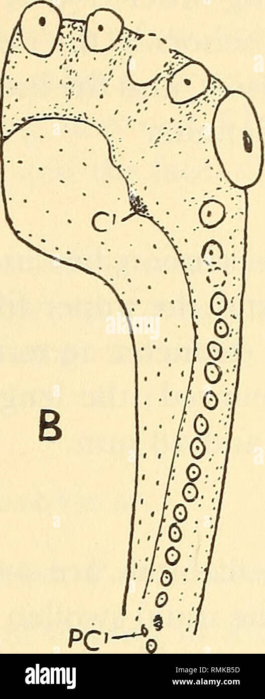 Jonkeria hi-res stock photography and images - Alamy