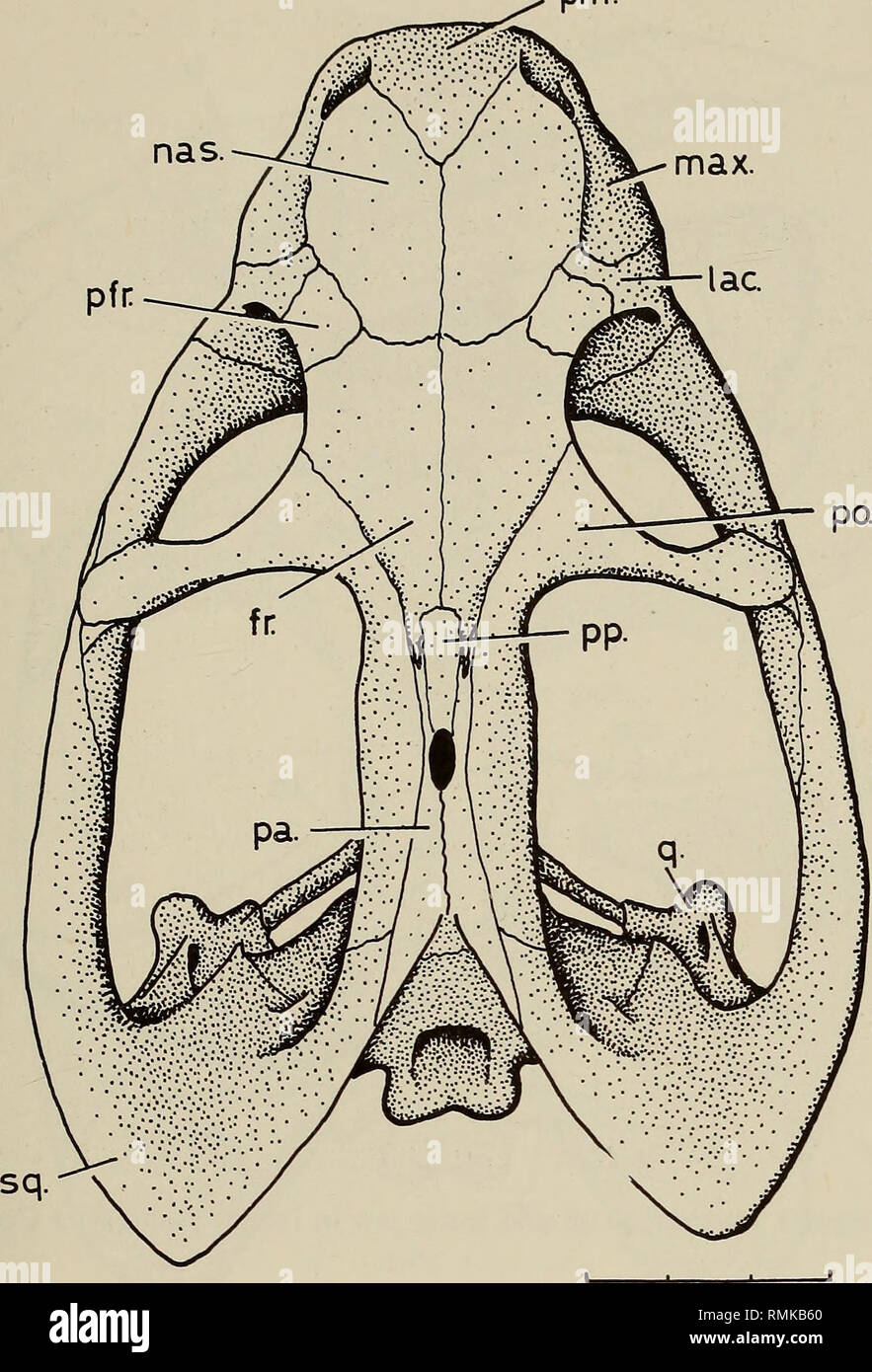 Cynognathus skull hi-res stock photography and images - Alamy