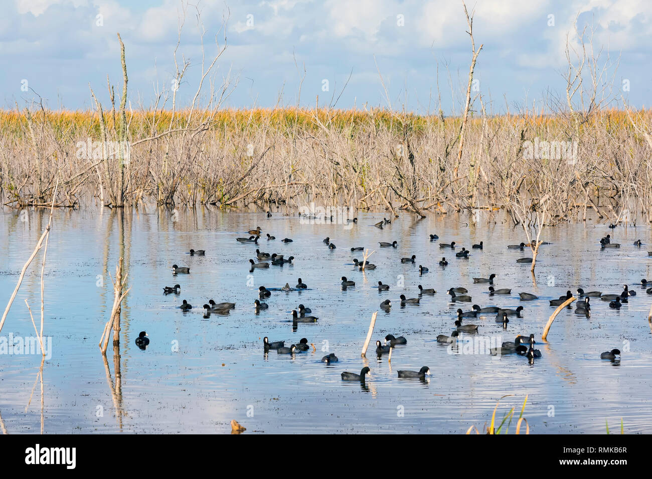 Orlando wetlands hi-res stock photography and images - Alamy