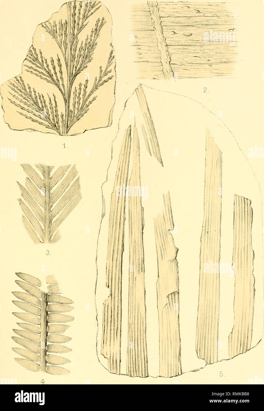 . Annals of the South African Museum. Annale van die Suid-Afrikaanse ...