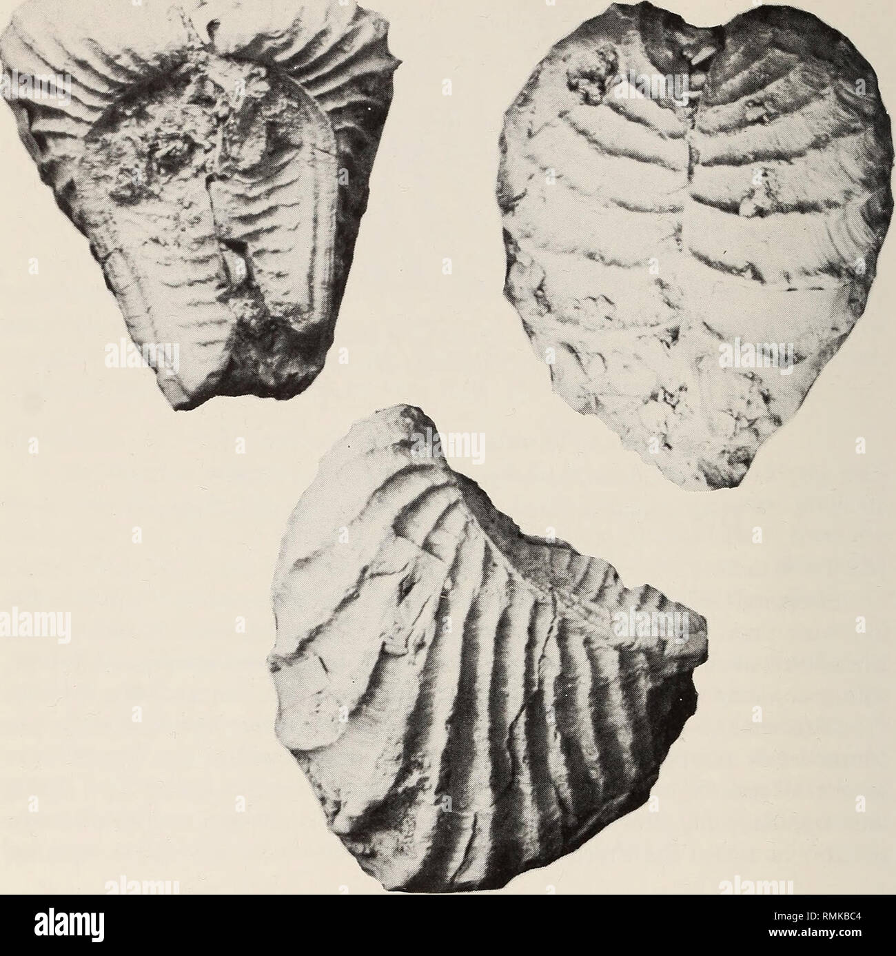 . Annals of the South African Museum = Annale van die Suid-Afrikaanse ...
